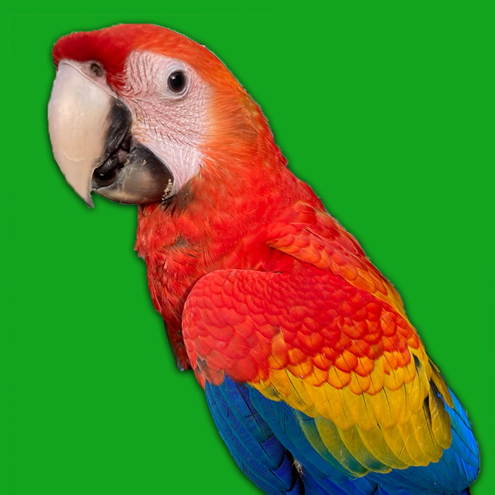 Barrett Watson Parrots | Parrot & Exotic Bird Breeders UK
