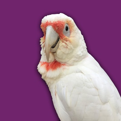 Barrett Watson Parrots | Parrot & Exotic Bird Breeders UK