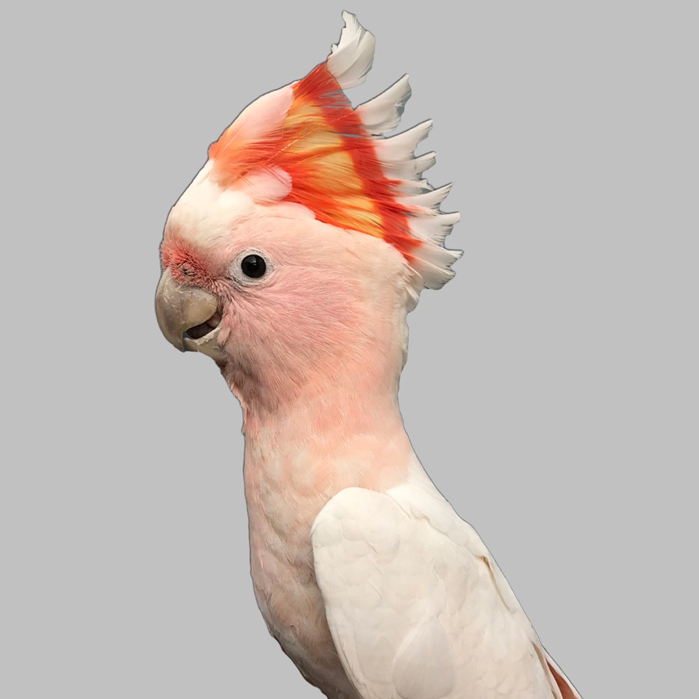 Barrett Watson Parrots | Parrot & Exotic Bird Breeders UK