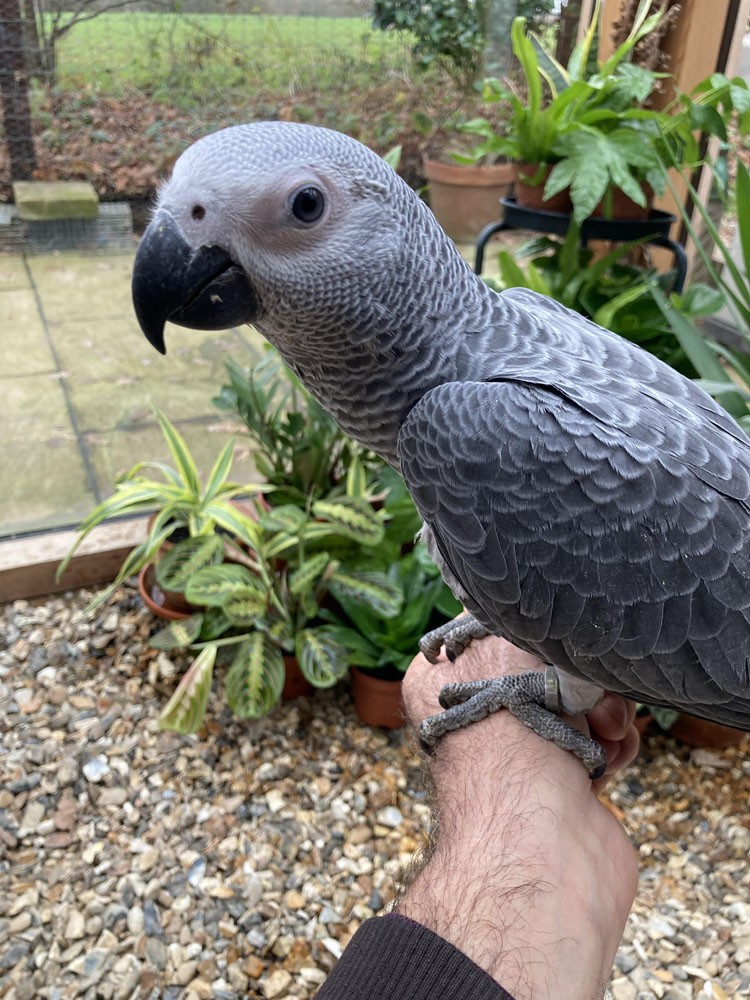 African Grey