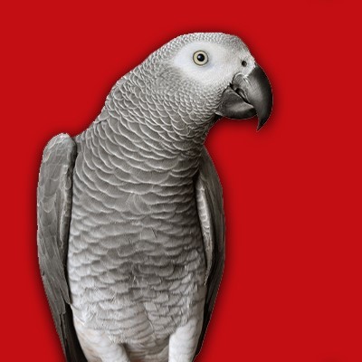Barrett Watson Parrots | Parrot & Exotic Bird Breeders UK