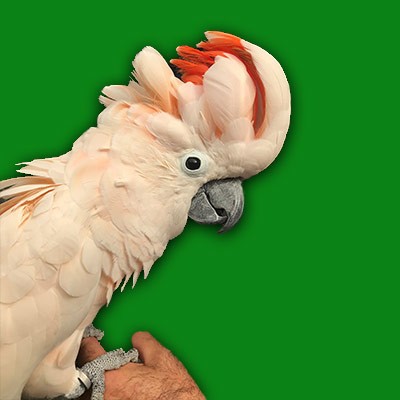 Barrett Watson Parrots | Parrot & Exotic Bird Breeders UK